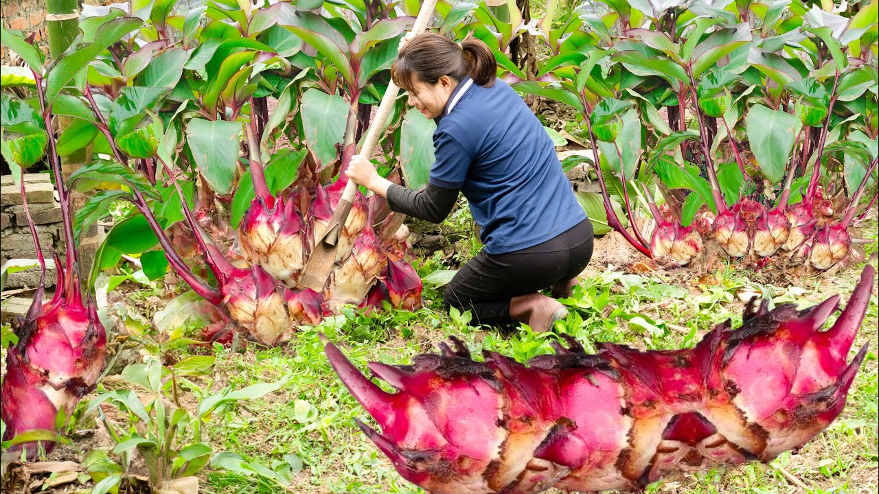 Harvest Red ArrowRoot & Make pounded arrowroot and fry it with eggs ...