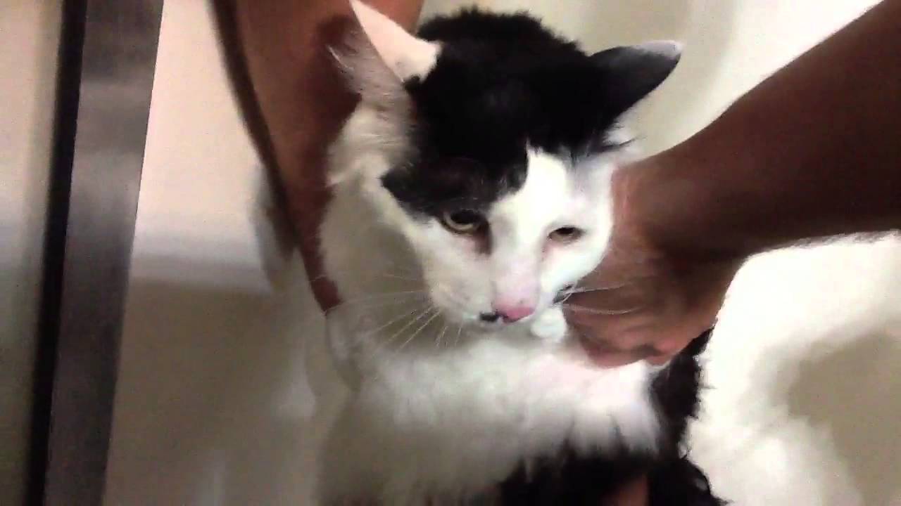Screaming Fluffy Cat Takes a Shower - YouTube