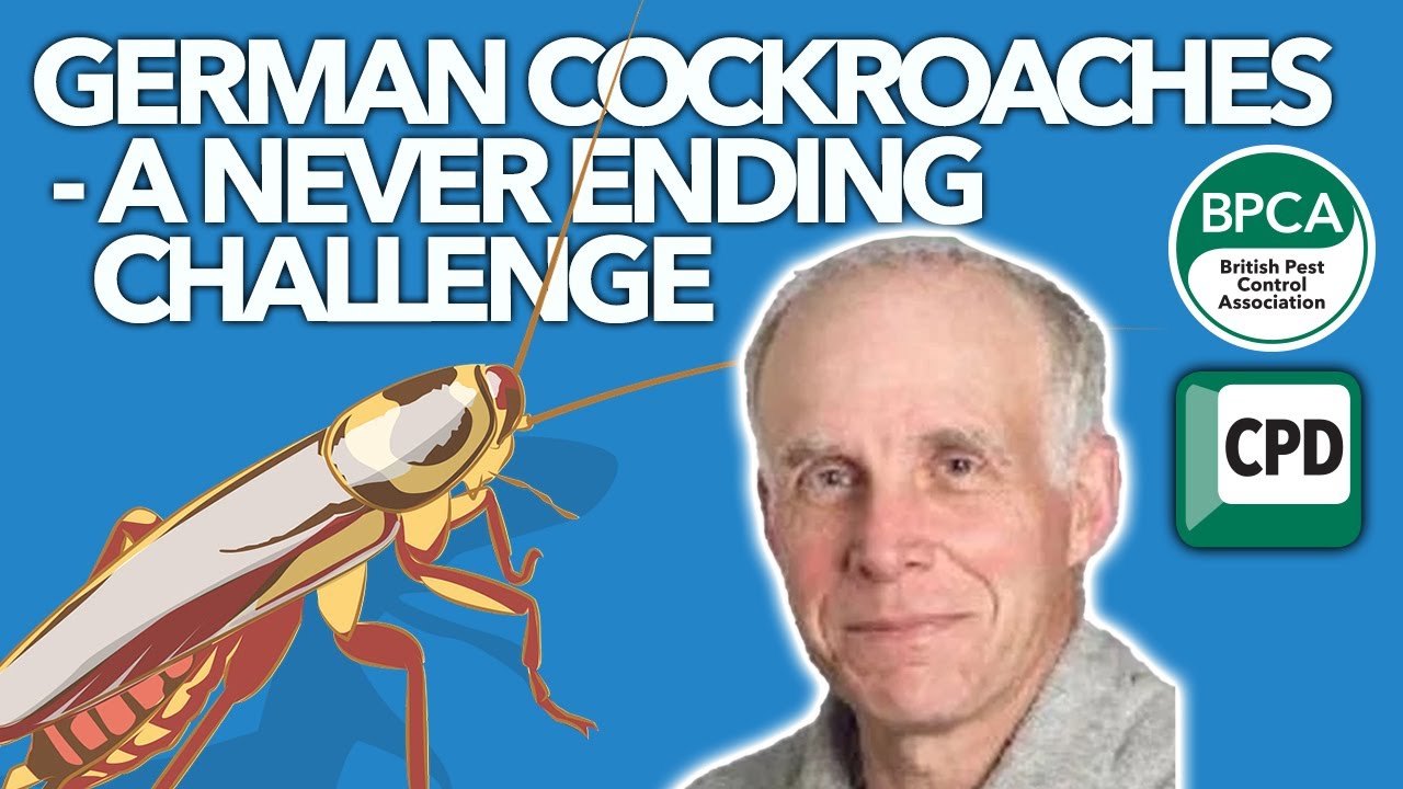 German Cockroaches - A never ending challenge - YouTube