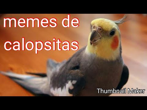 Memes de calopsitas - YouTube