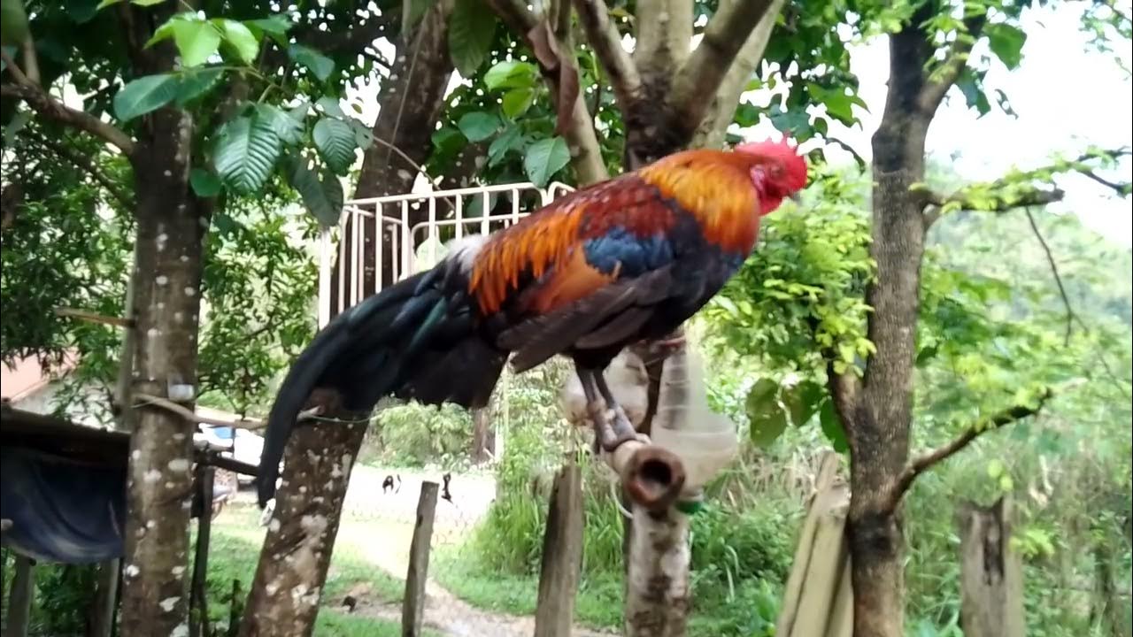 qaib qus f2 zoo nraug kawg li nawb - YouTube