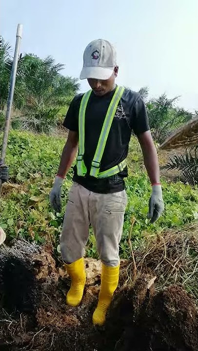 Cari larva kumbang tanduk perosak sawit - YouTube