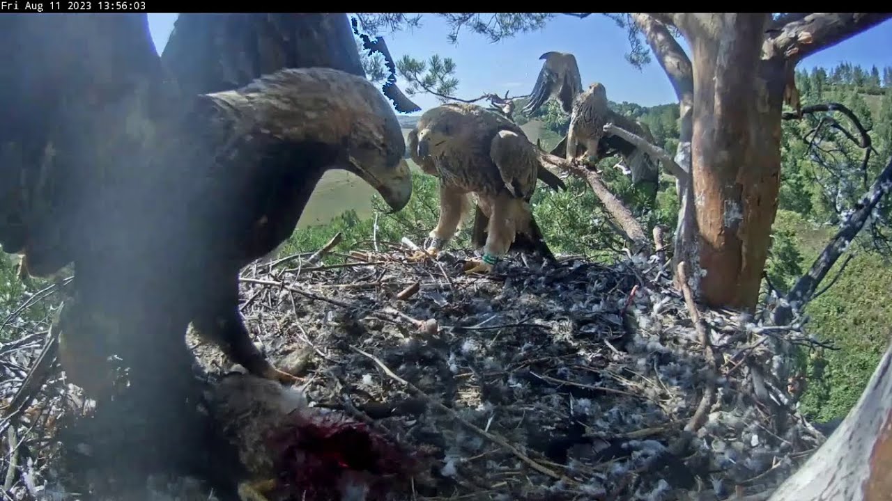 11/8/23☀️🦅 Another Tumultuous Food Drop by Altyn🐤Fledge Watch🐤Mealtimes ...