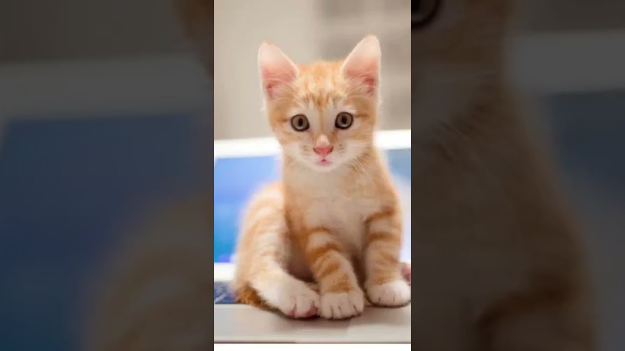 Cat attitude status - YouTube