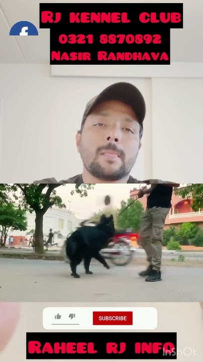 #dog #lahorepakistan #dogbreeds #doglover #germanshepherd - YouTube