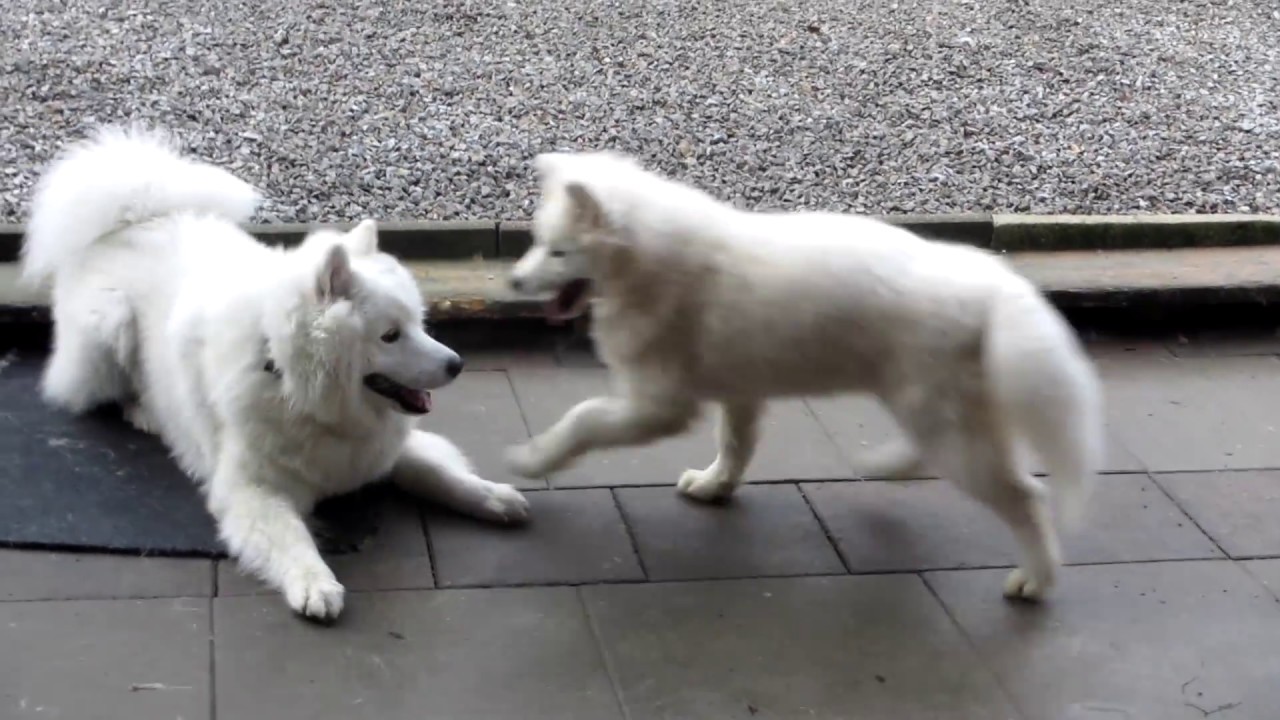 Samoyeds play and jump. Young Samoyed male with female puppy - YouTube