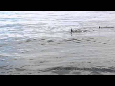 Basking Sharks Surface Feeding - YouTube