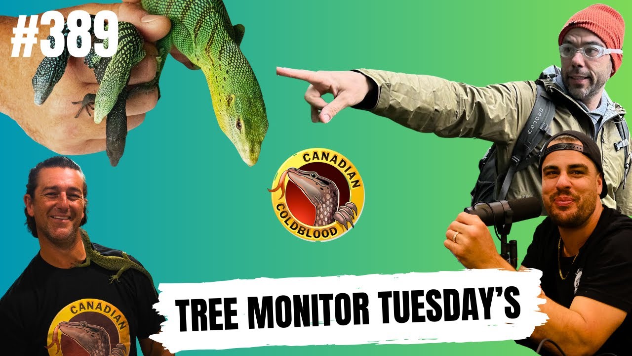 The hardest species of Tree Monitors to breed in captivity | Tree ...