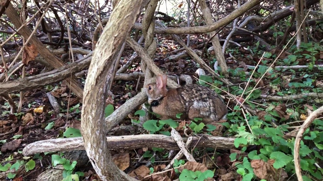 New England Cottontail Release at Patience Island - YouTube