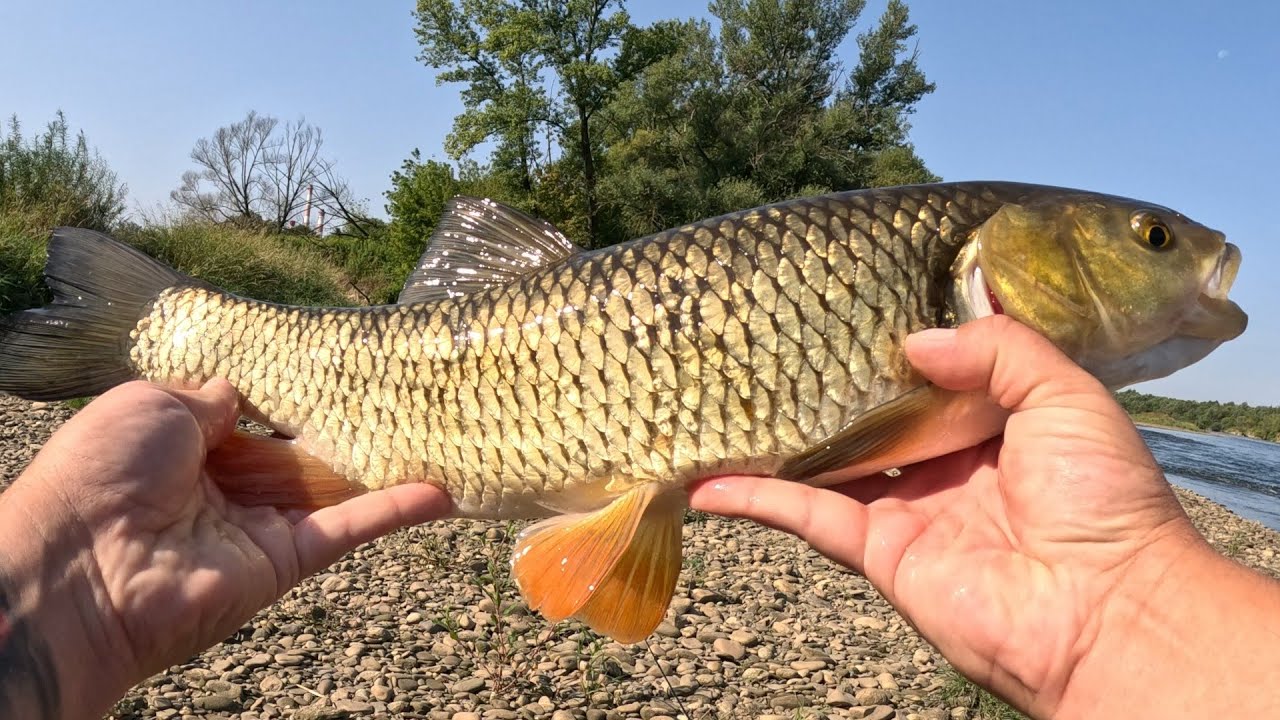 Kleń na smużaka - YouTube