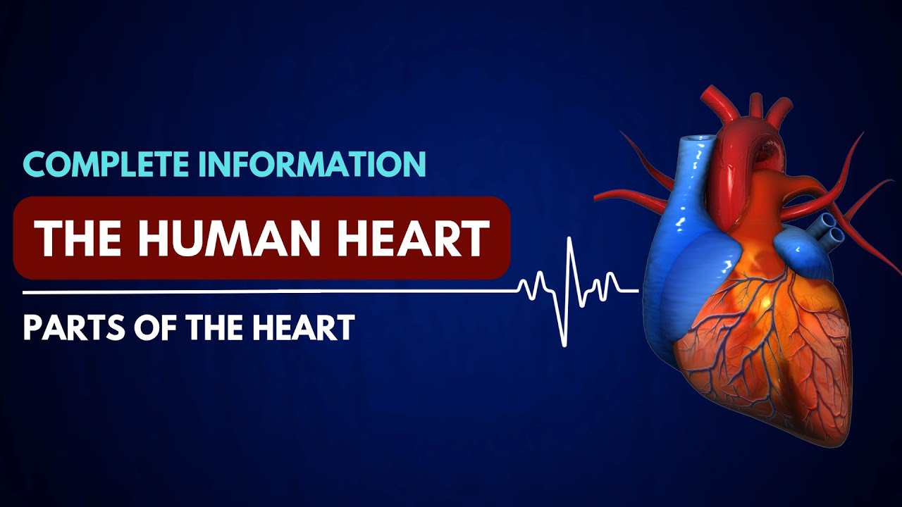 See the Wonder Of Your beating Heart|Human heart Valves Function |3d ...