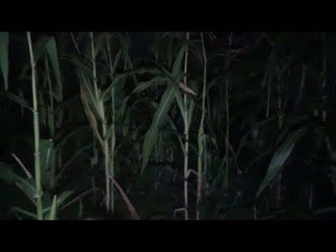 NURUTIN TEMEN TETANGGA DAN SUBSCRIBER EXPLORE DI KEBUN JAGUNG KALI TENGGANG SEMARANG