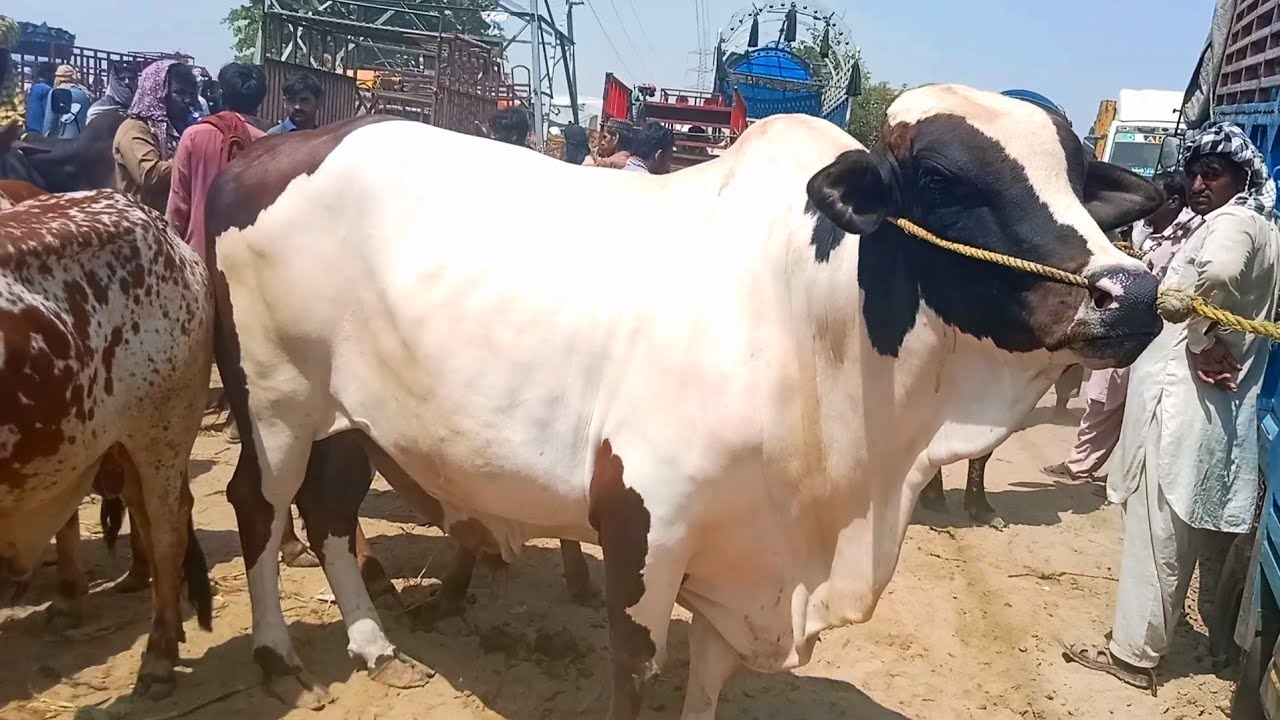 Biggest Bull in Mandi | Hafta Mandi Biggest Bull | Heavy Bull in Mandi ...