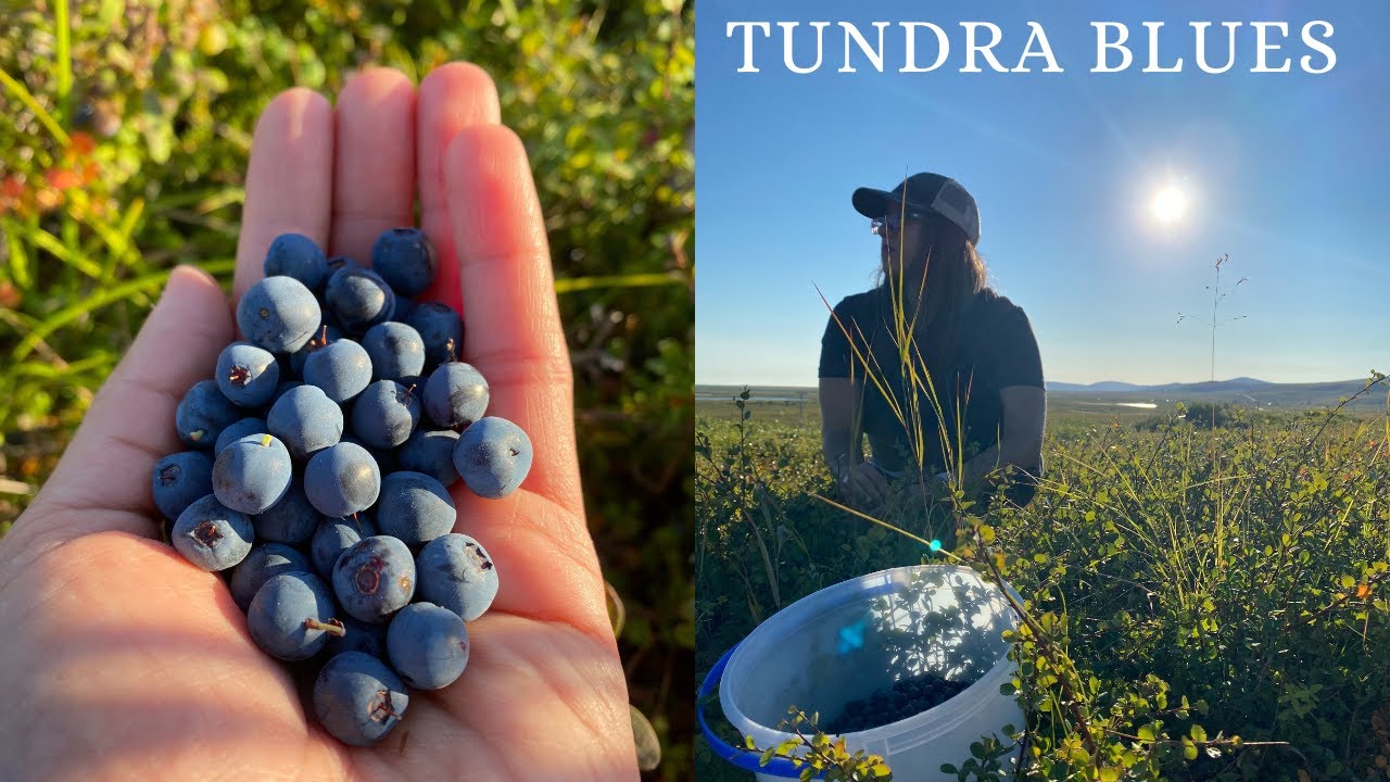 Nome, Alaska Berry Picking and Making Blueberry Delight - YouTube