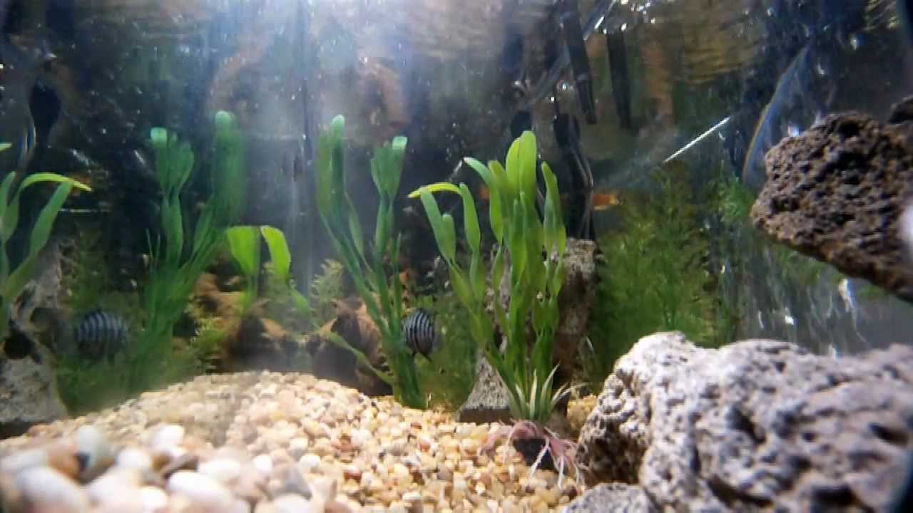 Inside Fish Tank - YouTube