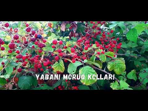 Sakinleştirici sinirler için video / Güzel doğa tarafından kucaklandı / Şemkir Kur köyü