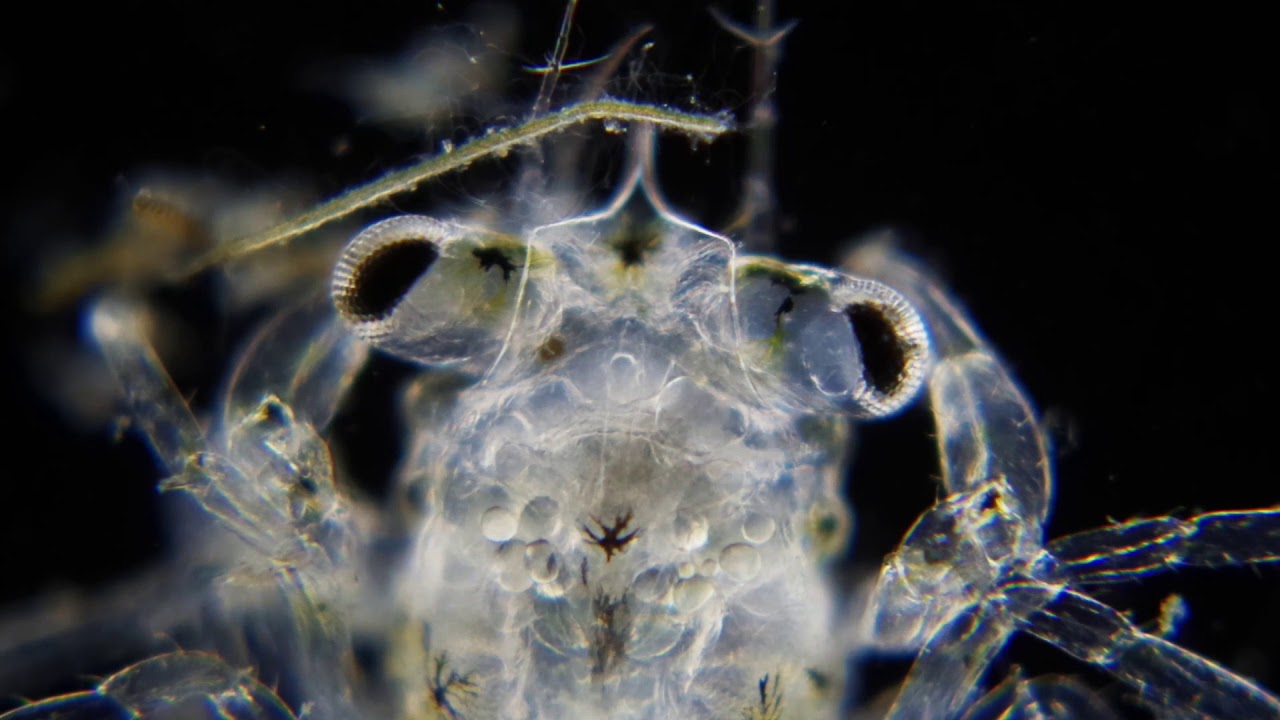 Crab megalopa - YouTube