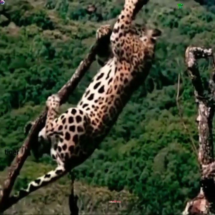 Amazing video wildlife animals tiger 🐯 world animals - YouTube