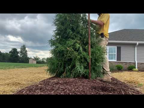 Tree staking tutorial! - YouTube