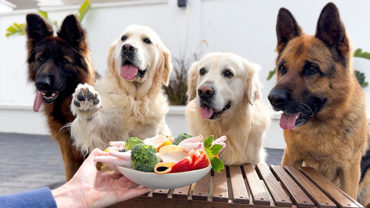 FUNNY Dogs Eating Weird Food Reactions! - YouTube