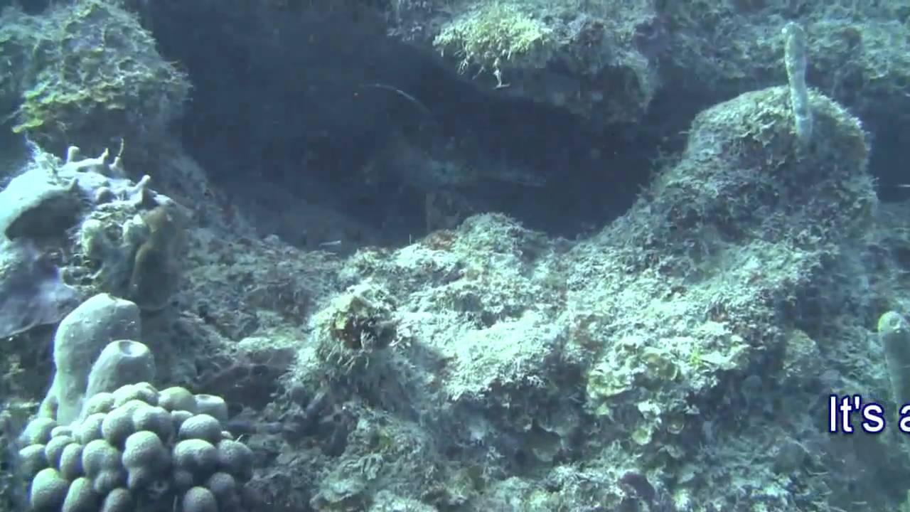 SCUBA Dive @ West Wall, St. Croix, USVI - YouTube