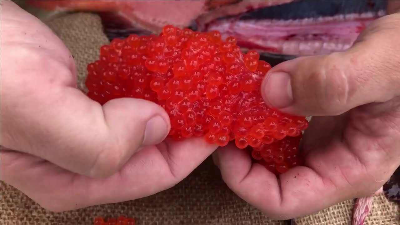 Cook Inlet Aquaculture Association Salmon Dissection 2020 - YouTube