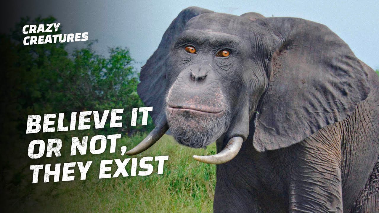 These Creatures Are Combinations of Other Animals - YouTube