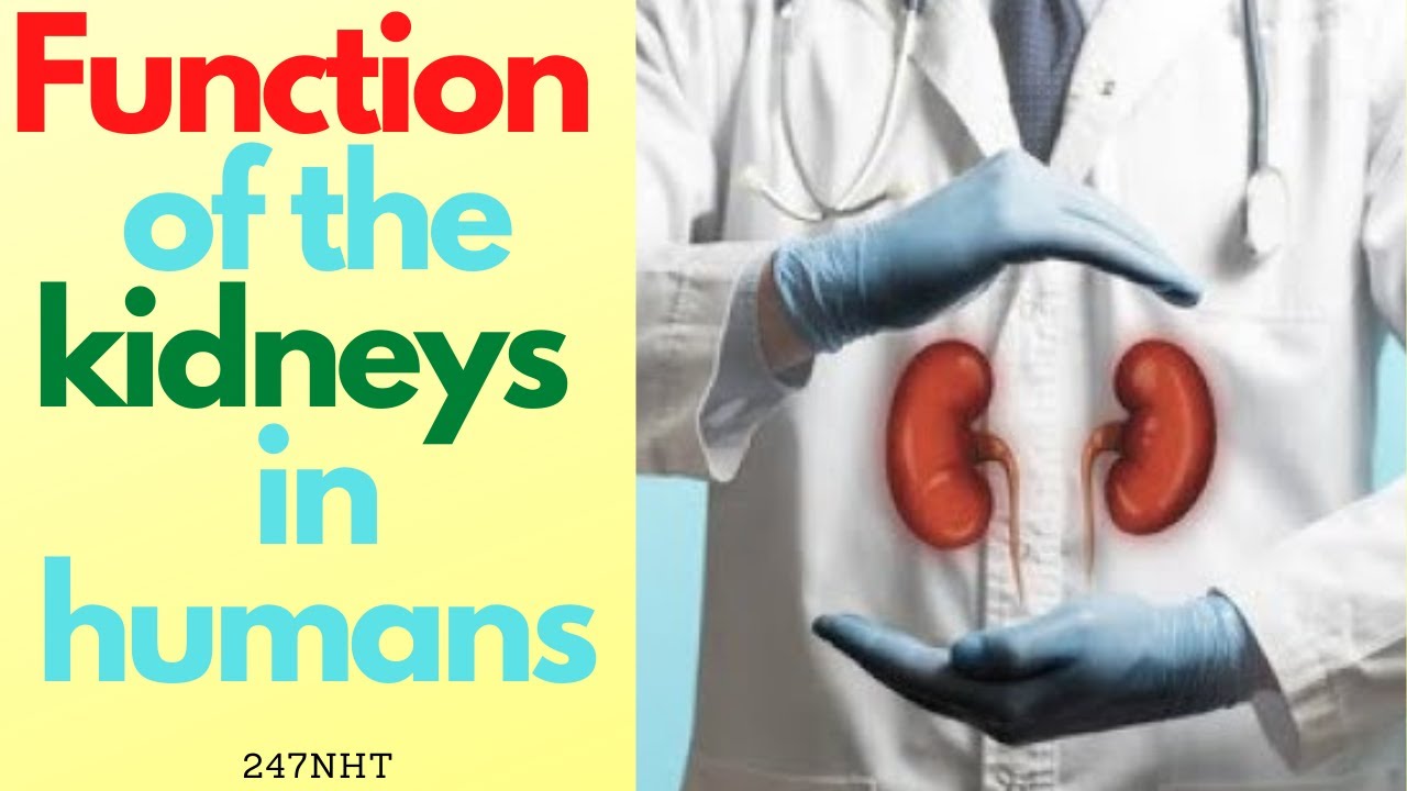 Function of kidneys in humans - Why are they important? - What is ...