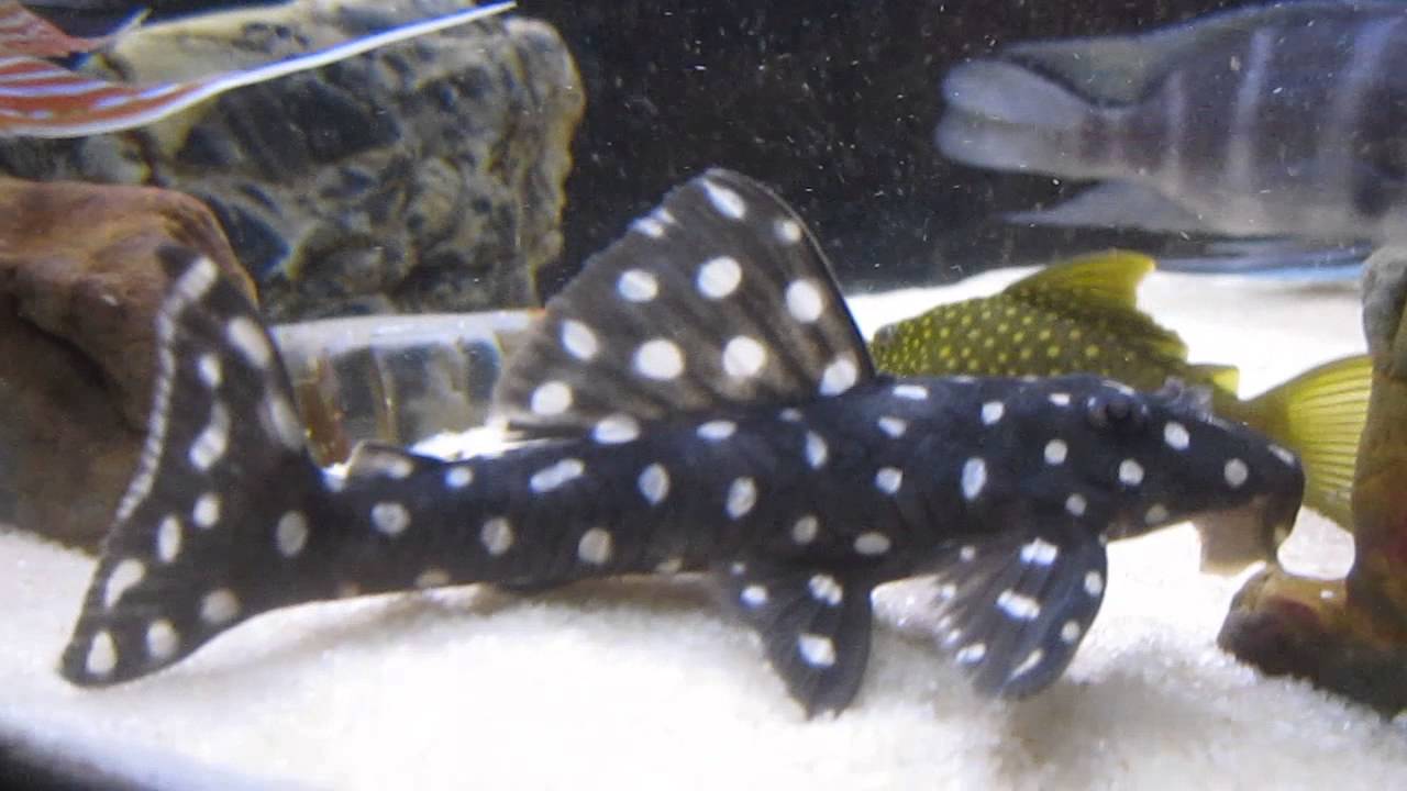 L 082 Opal spot pleco close up... - YouTube