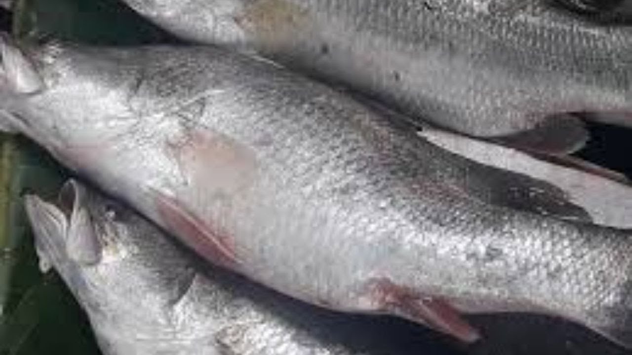 Amazing Vetki Fish Cutting Skill 2020 | Fish Cutting | Fish Market ...
