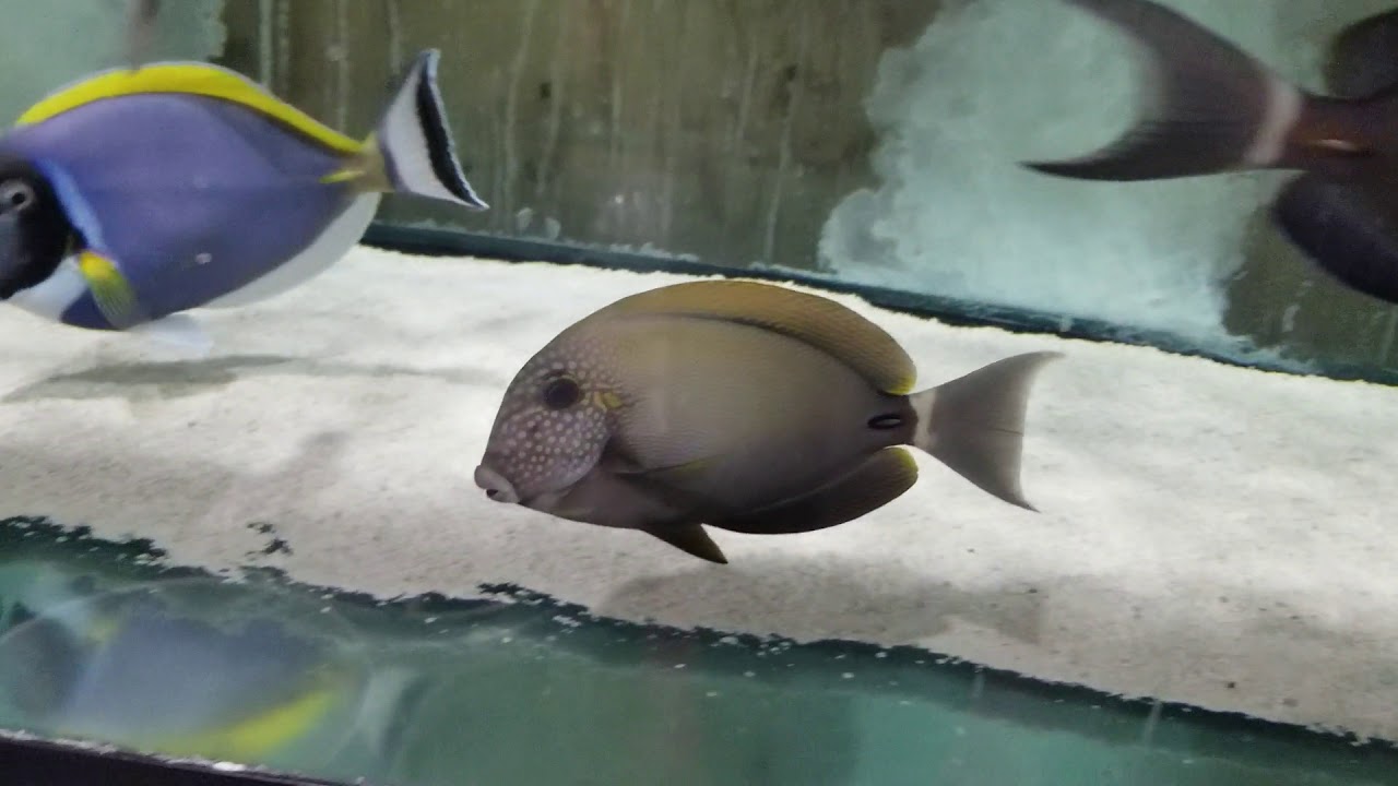 Maculiceps Tang $259 - Sumatra - YouTube