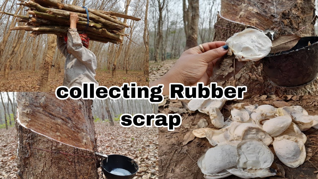 Village Life In Tripura || Rubber Scrap , Collecting || Daily life ...