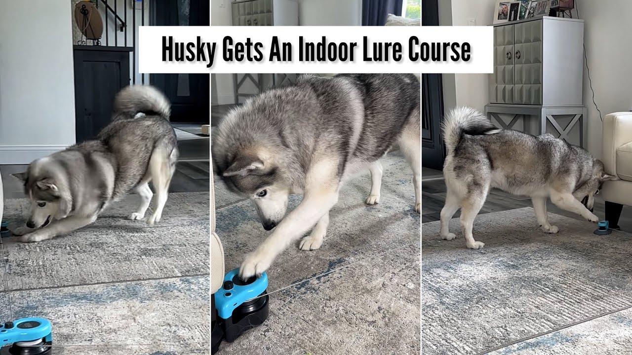 Husky Gets An Indoor Lure Course - YouTube