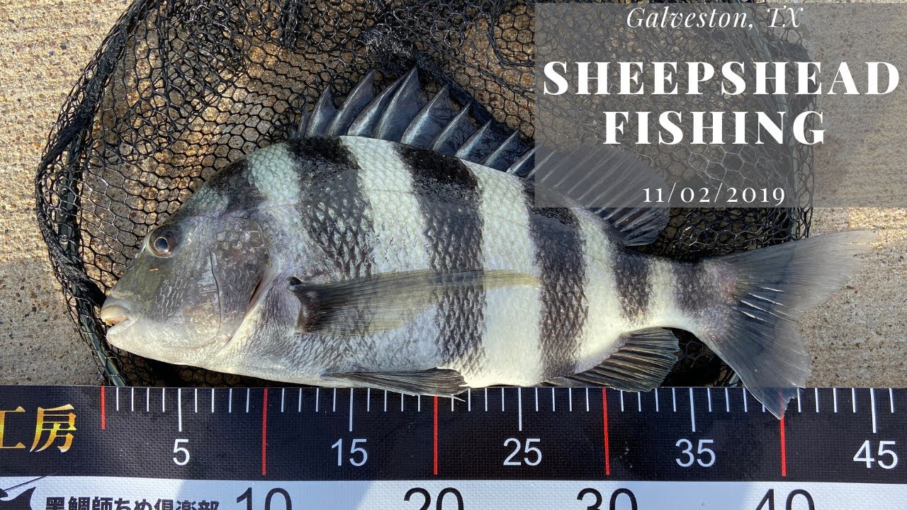 Sheepshead Fishing Galveston, TX - 11022019 - YouTube