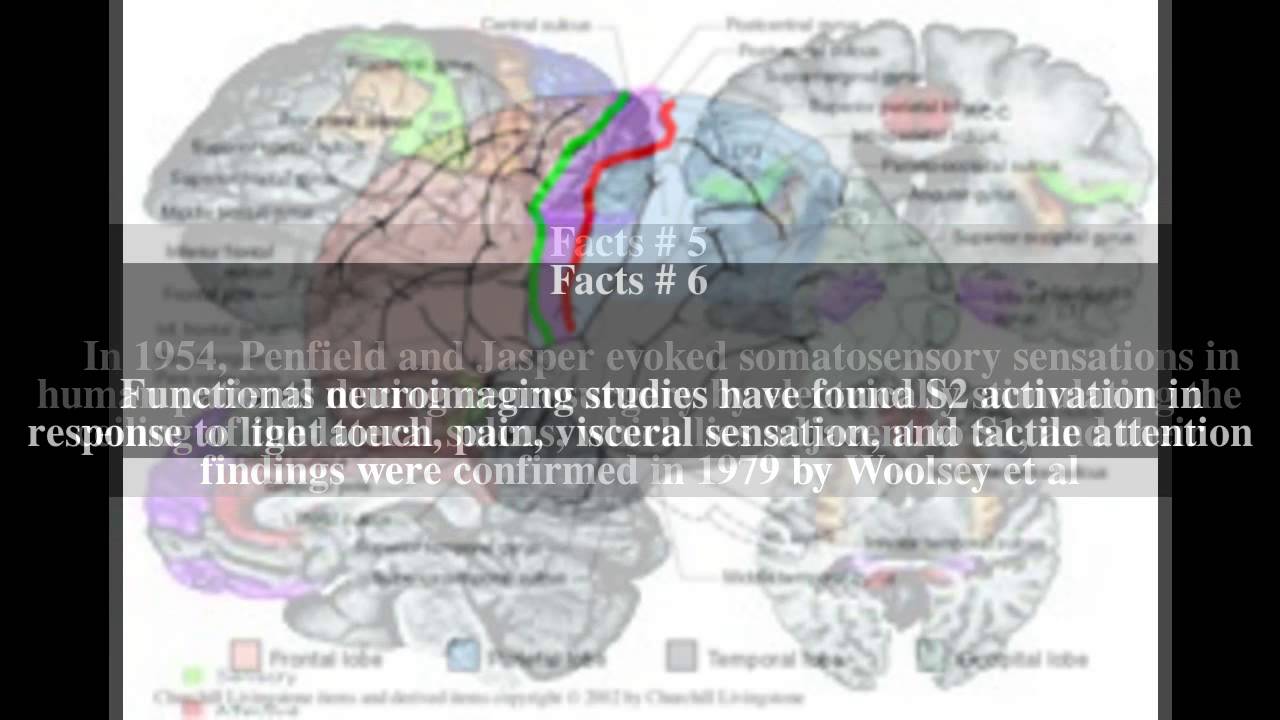 Secondary somatosensory cortex Top # 14 Facts - YouTube