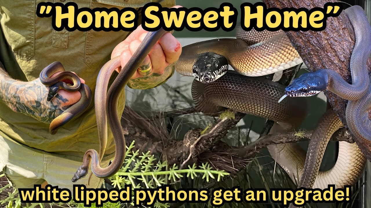 White Lipped Python Enclosure Makeover! - YouTube