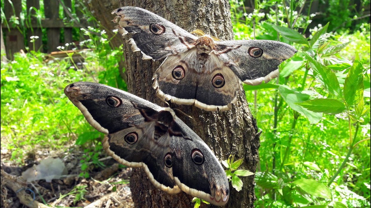 Fluturele Ochi de Paun Saturnia pyri / Cel mai mare fluture din Europa ...
