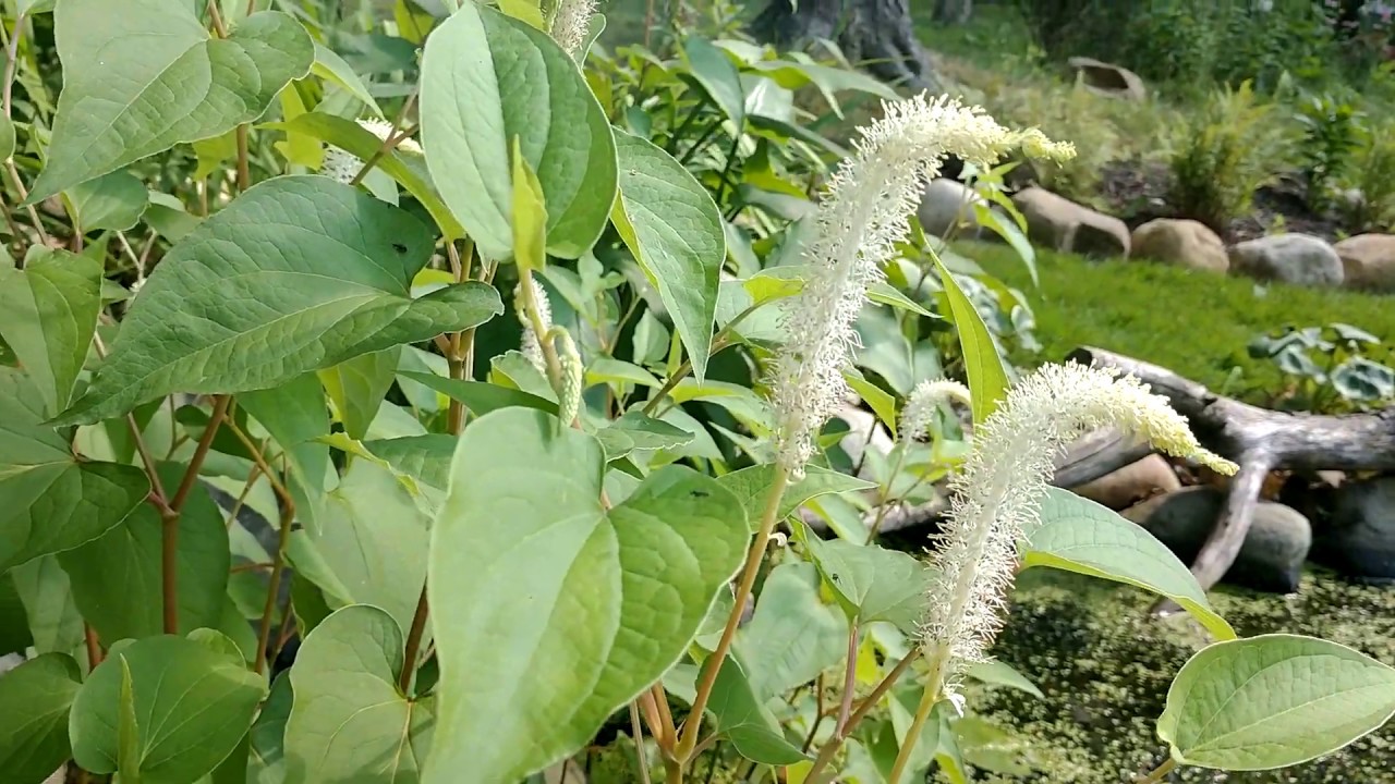 Lizards tail (Saururus cernuus) in bloom - YouTube