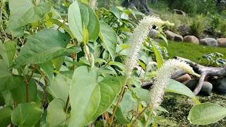 Lizards tail (Saururus cernuus) Attracting pollinators to your wildlife pond or rain garden.