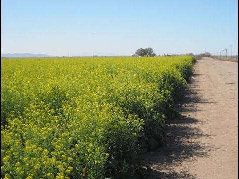 Project Apis m.- Planting a Cover Crop - For the Bees! - YouTube