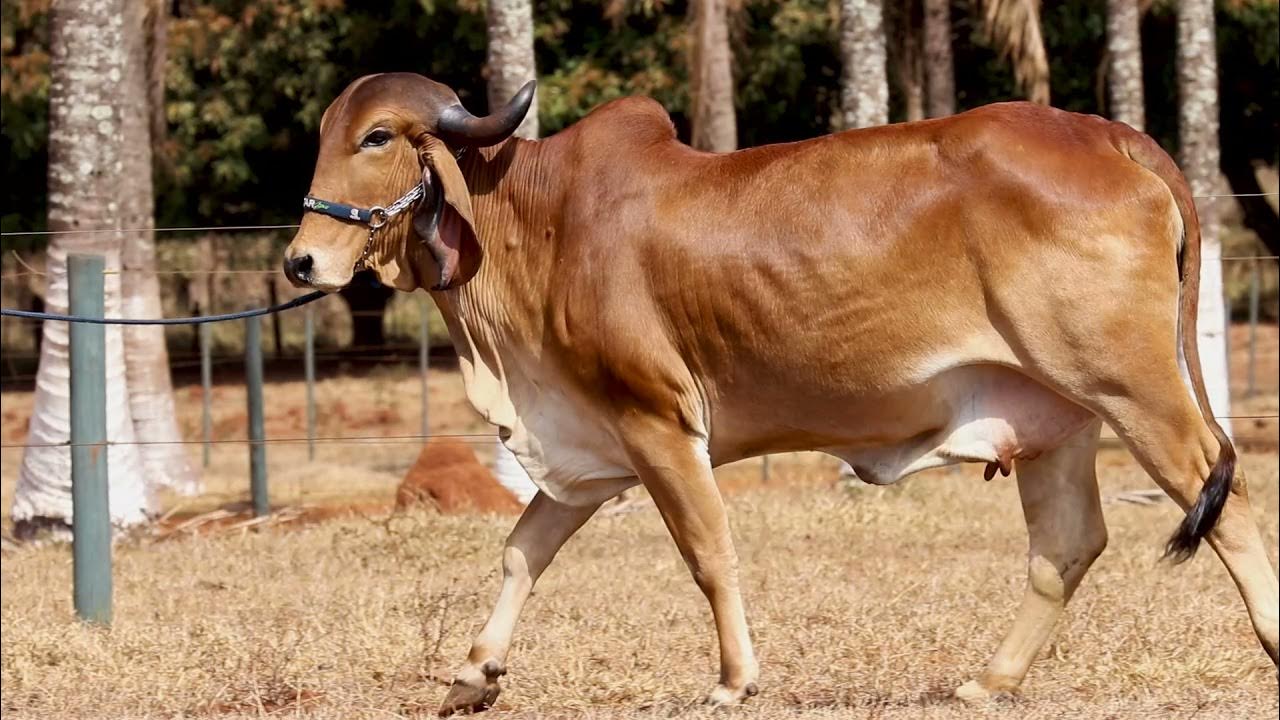 LOTE 25 - GONZ 127 SAFADA FIV PILAR 2C - YouTube