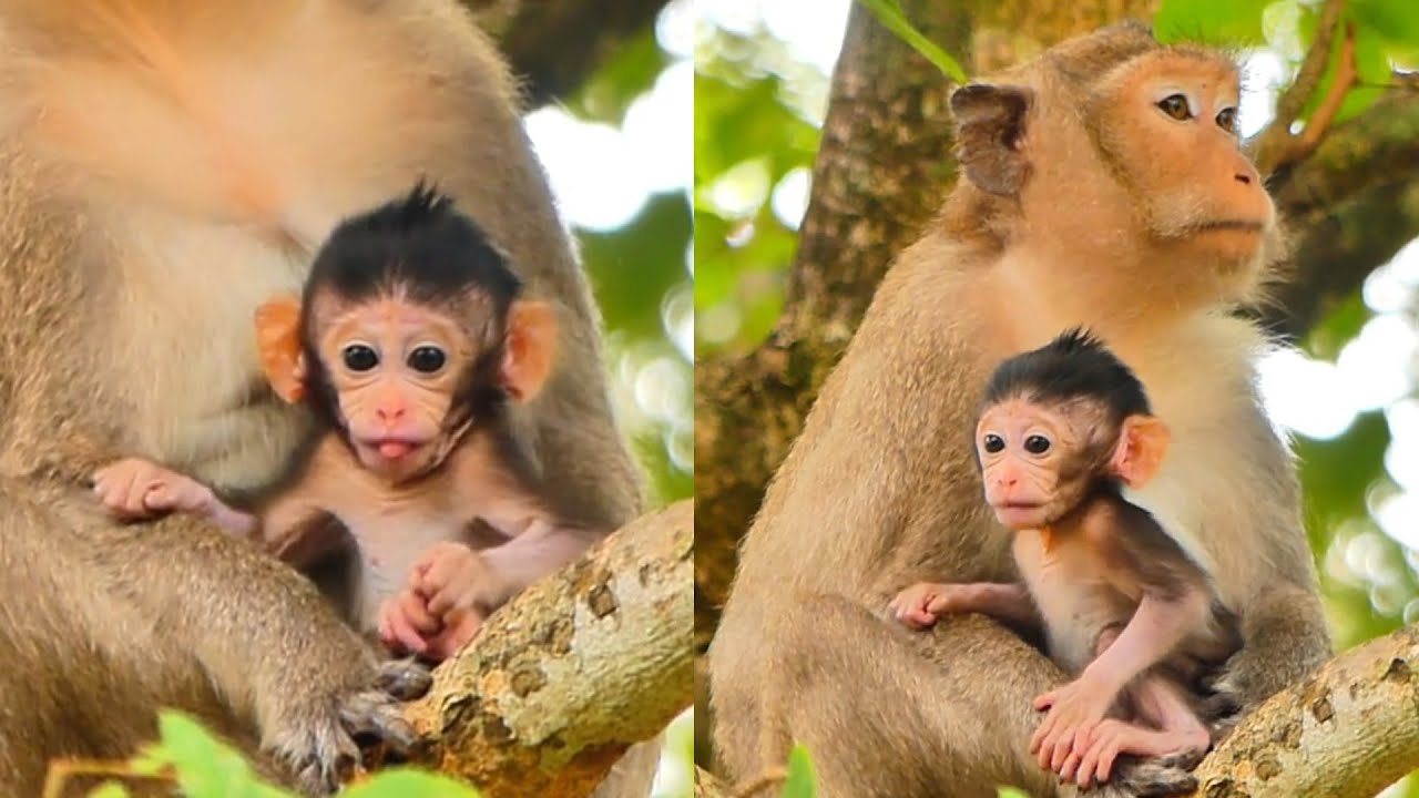 The most adorable baby monkey is enjoying milk and spending time with ...