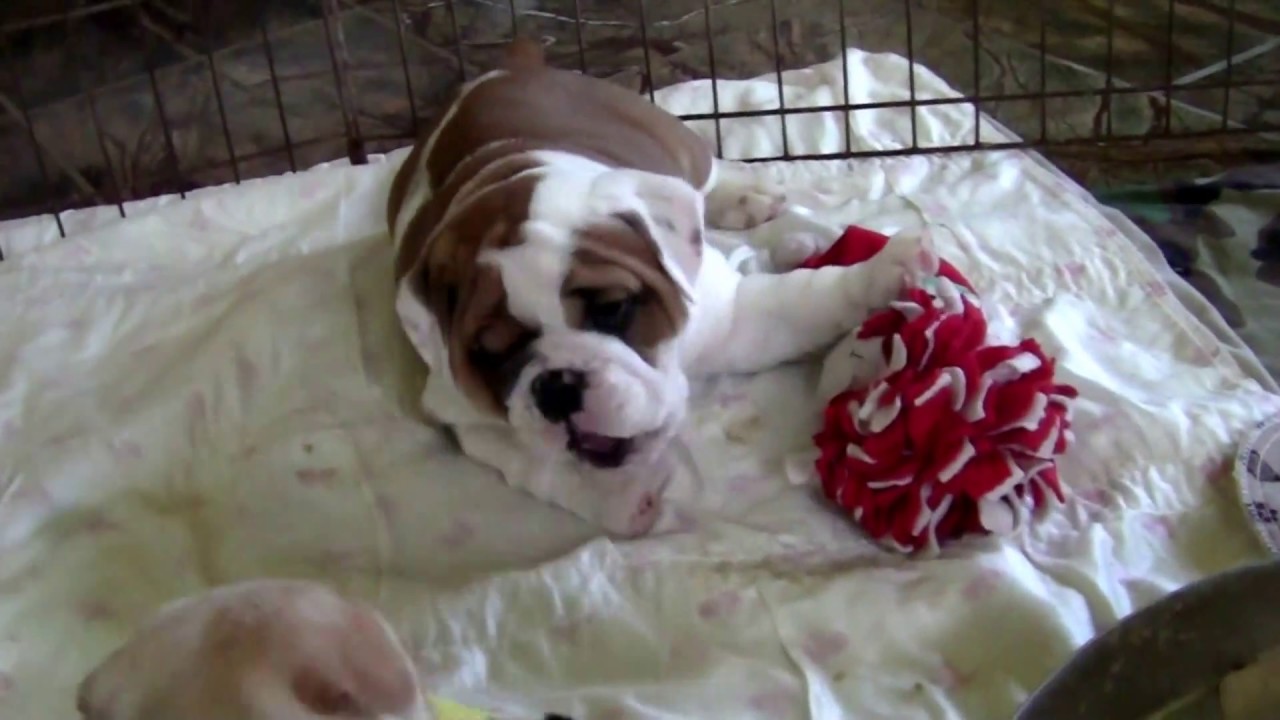 Beautiful English & Frenchie Bulldog Puppies With CH Lines Available ...