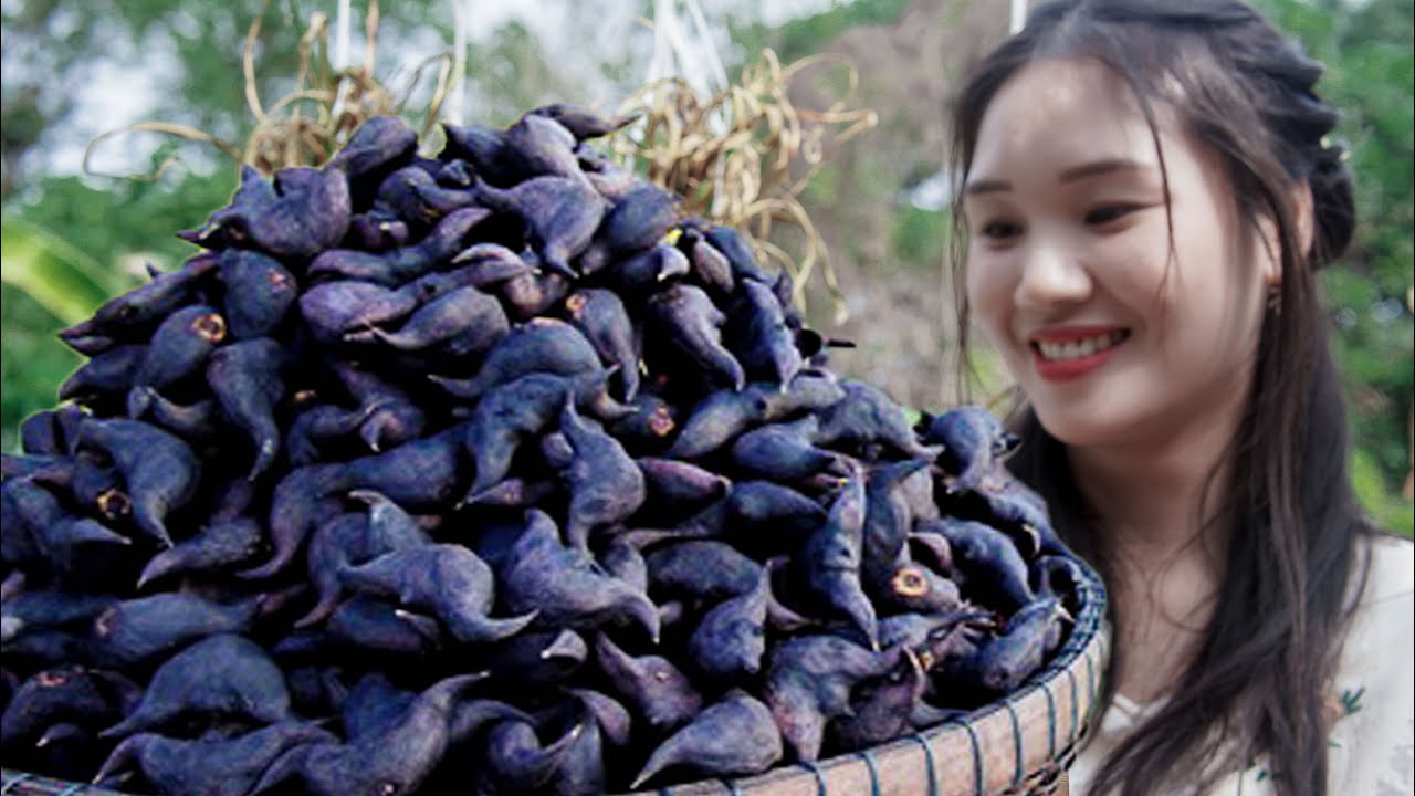 Harvest WATER CALTROP | Cooking Dishes From Water Caltrop | Ngat BUI ...
