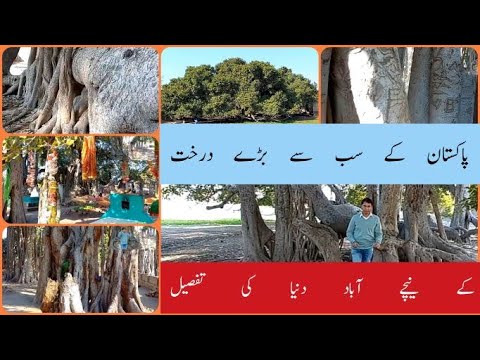 The Life Under The Largest Tree of Pakistan | Midh Ranjha - YouTube