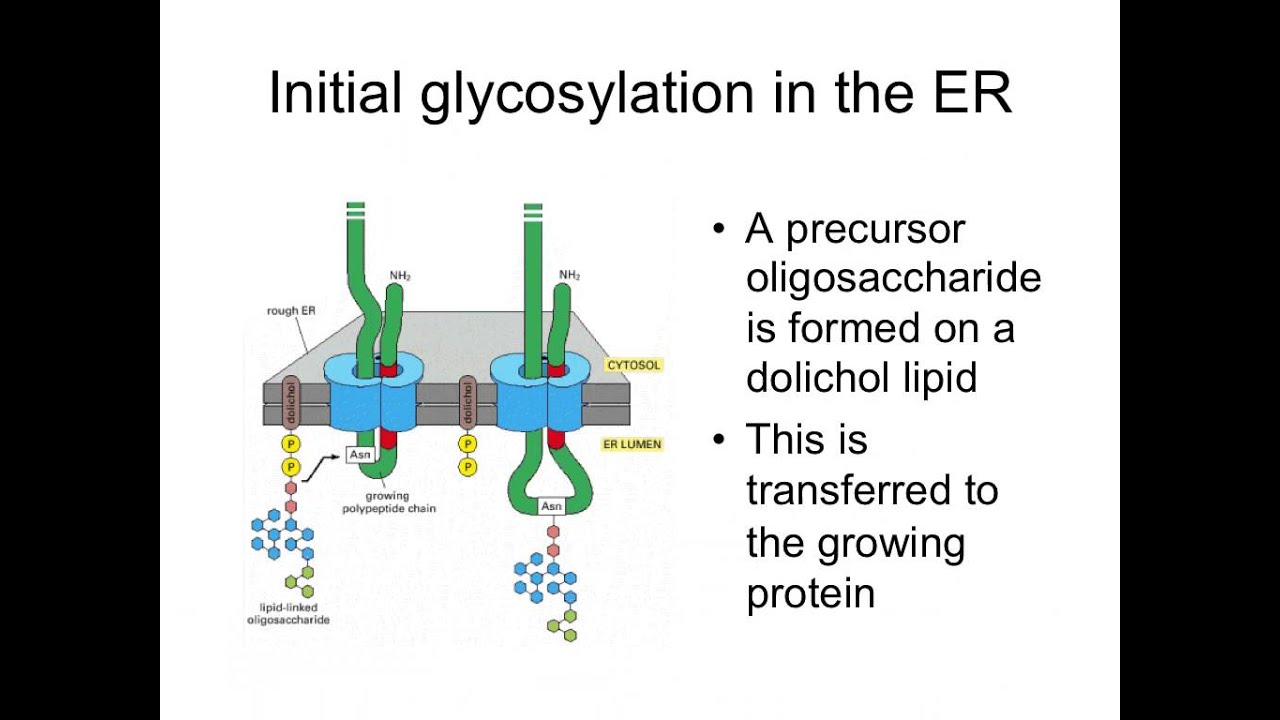 Week 6- Protein Engineering Lecture 7: Post-Translational Modifications ...