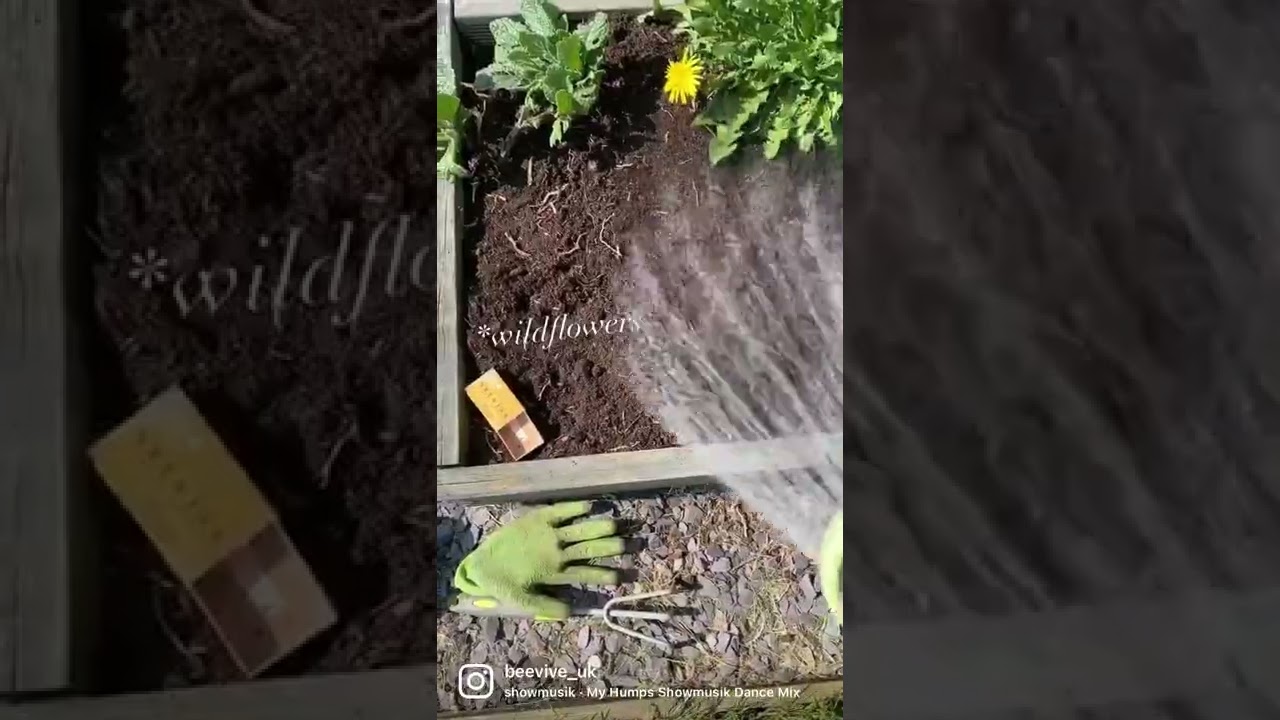 How to plant seed balls in 5 easy steps! - YouTube