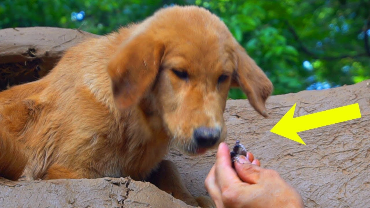 Building a Mud Fort in the Woods with Fish Pond and my Dog! - YouTube