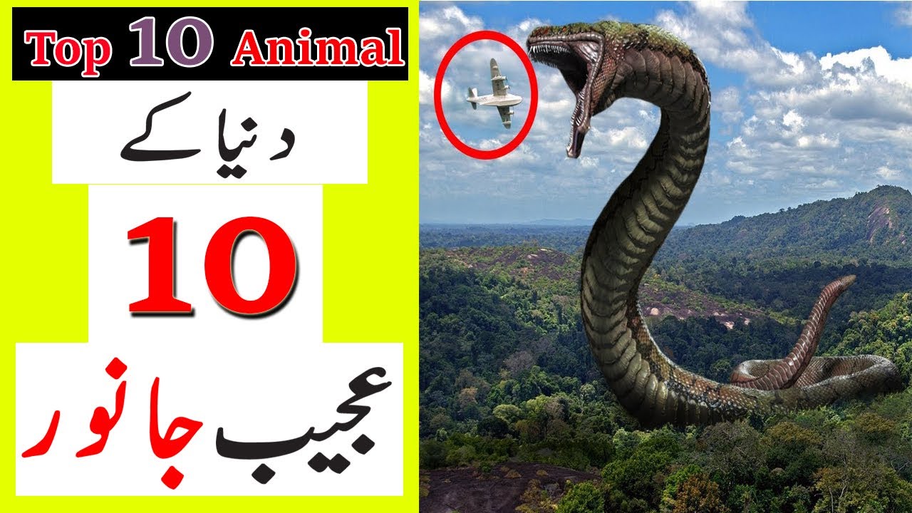 Top Ten Unbelievable Animals - Unseen Animals #Animalsfacts - YouTube