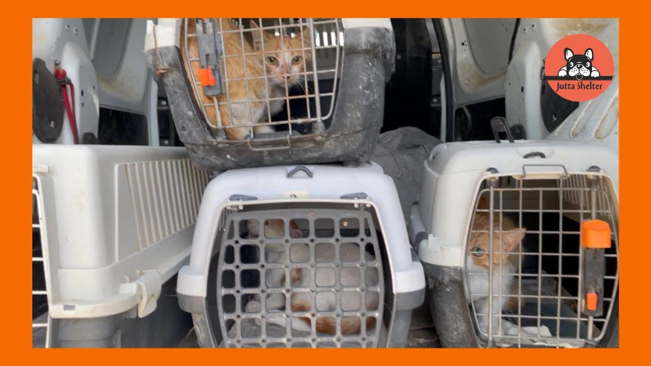 Stray Cats TNR Project - YouTube